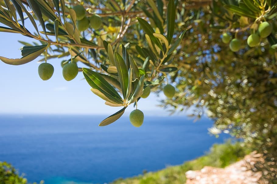 70 Million Wild Olive Trees Discovered In KPK - APakistani
